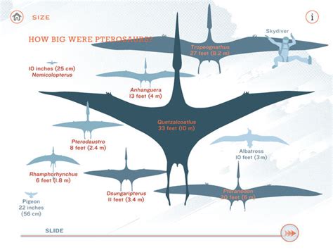 Some Awesome Pterosaurs Paleontology World