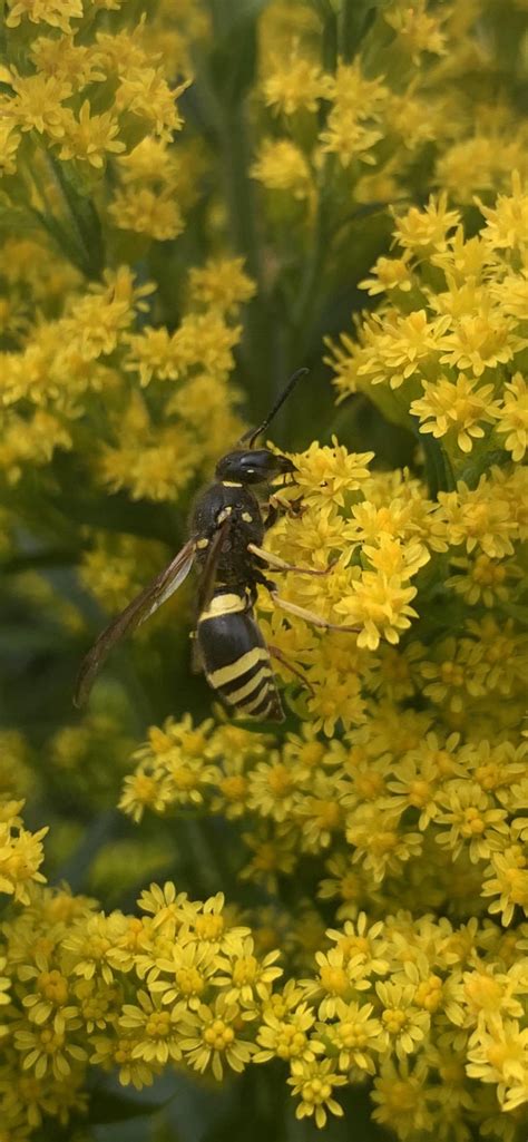 Is Someone Able To Identify R Whatsthisbug