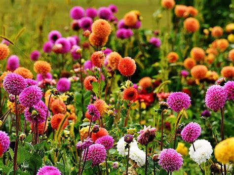 Dahlia The National Flower Of Mexico
