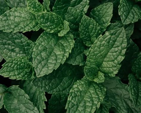 Aphids On Mint The 5 Best Ways To Get Rid Of And Prevent Them