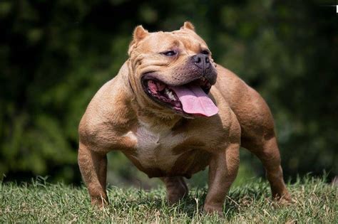 One Muscled Up Americanbully Pitbull American Pit Bull Terriers
