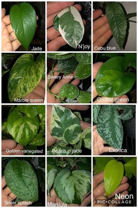 Pothos Leaves Artofit