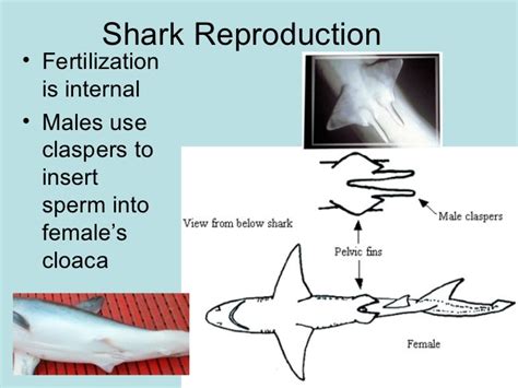 Hammerhead Shark Reproduction At Nadine Boeding Blog