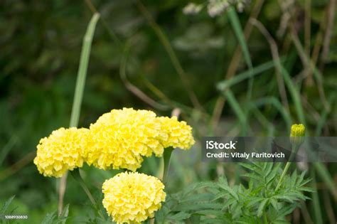 클래식 세미 더블 창백한 노란색 달리아 꽃은 어떤 정원 든 지에 아름 다운 추가 여름에 덥 수 룩 한 결 절 초본 다년생 식물의 속 0명에 대한 스톡 사진 및 기타 이미지