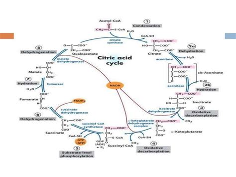 Amphibolic Role Of Krebs Cycle With Special Reference To Anaplerotic Reactions Pptx