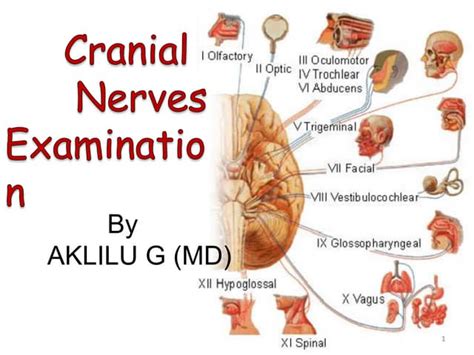 Cranial Nerve Exam How To Remember The Cranial Nerves