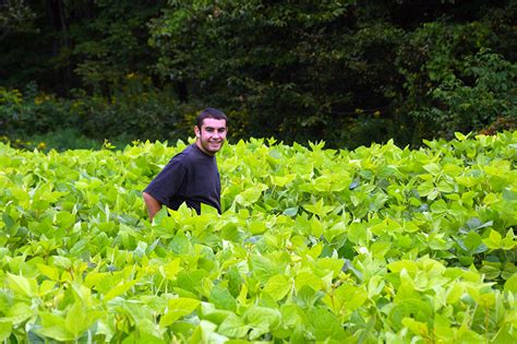 Soybeans For Deer Food Plot At Oliver Packham Blog