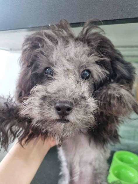 푸들규진이 강아지책임무료분양 강아지분양 고양이분양 컴투펫 시츄 셔틀랜드쉽독 말티푸 미니핀 치와와 요크셔테리어 포메라니안 말티즈 분양