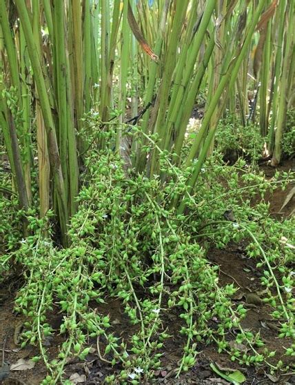 Cardamom Cultivation Information Guide Asia Farming