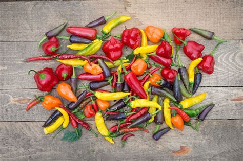 Mix Chilli 15 Seeds All Types Chili Pepper Mixed Spring Summer Vegetable Garden My Seeds