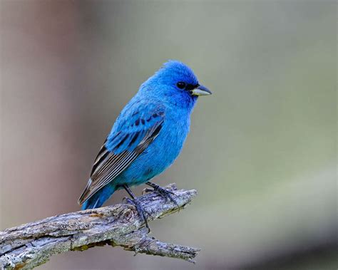 Passerines Wp3 Photography