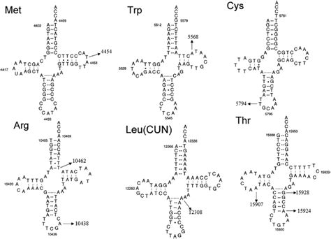 The Secondary Structure Of Nine Mt Trna Mutations Arrow Indicated The Download Scientific