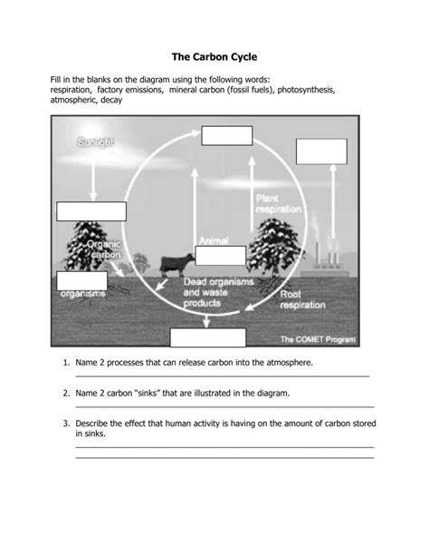 41 Carbon Cycle Diagram Worksheet