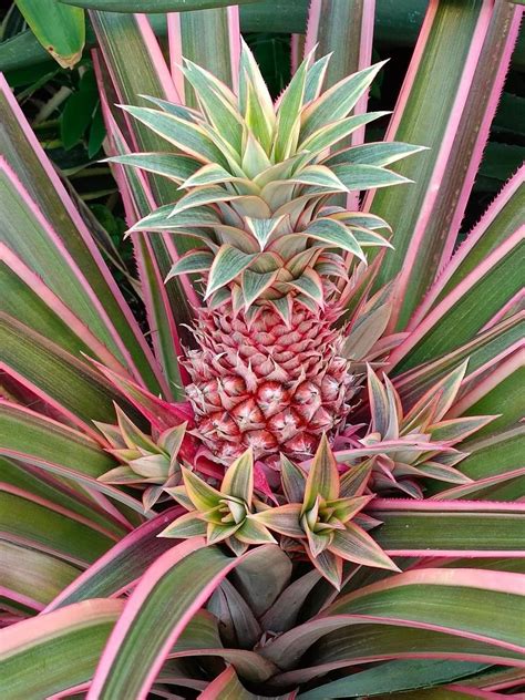 Best 8 Tips Pineapple Plant Care For Lovers Of Pineapple Plant