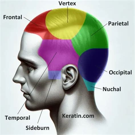 Examination Of Scalp Disorders Understanding The Different Regions Of