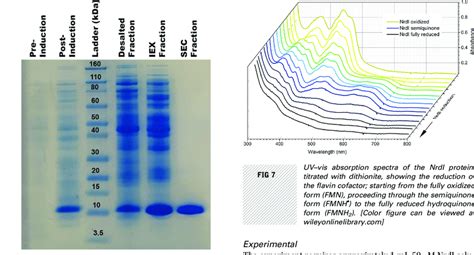 Sds Page Analysis Of Protein Expression And Protein Purity Succeeding