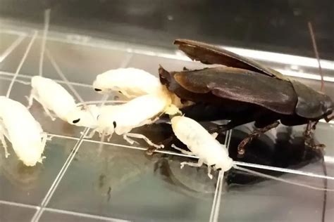 കാൻസറിനുള്ള മരുന്നാകുമോ ഈ പാൽ ശാസ്ത്രലോകം ഉറ്റുനോക്കുന്ന പാലൂട്ടുന്ന