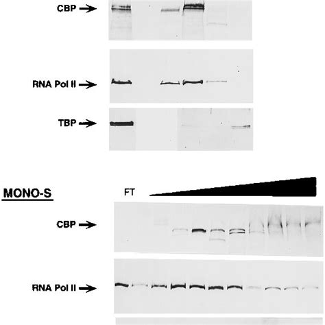 The Creb Co Activator Cbp Fractionates With Rna Polymerase Ii During Download Scientific