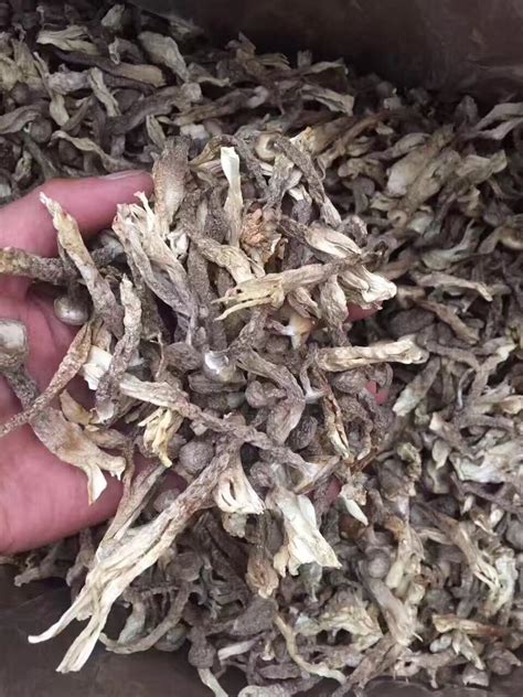 云南特产干品鹿茸菌菇 鹿茸菇食用菌批发 鹿茸菌山珍产地直供 阿里巴巴