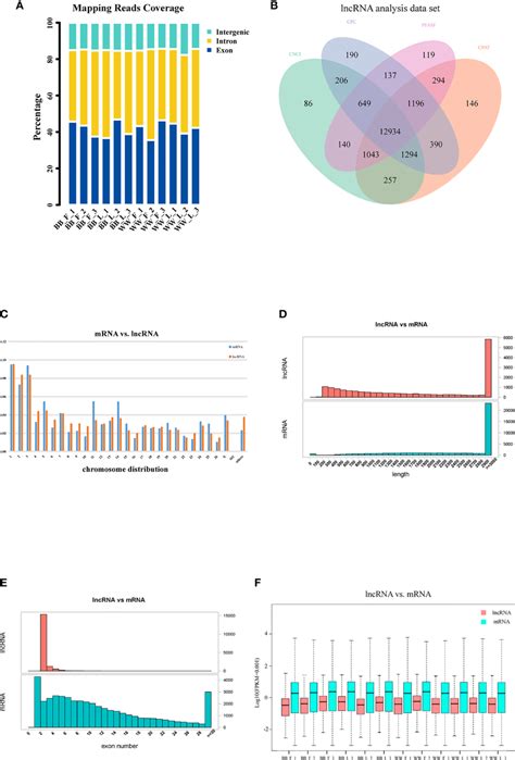 Identification Of Long Non Coding Rnas Lncrnas And Messenger Rnas