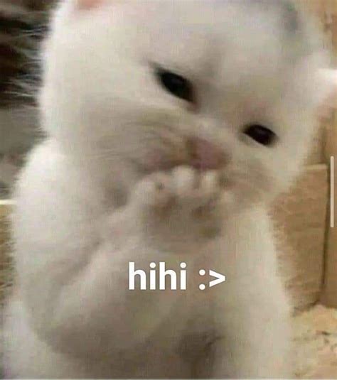 Funny Cat Meme Cute Cat Saying Hi Annoyed Cat Meme Cute Silly Cats