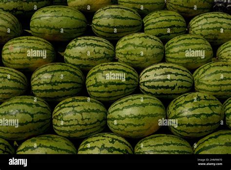 India Watermelon Or Citrullus Lanatus Is A Delicious And Refreshing