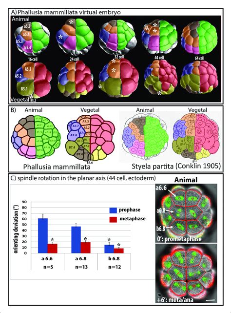 Predicted Oriented Cell Divisions Ocd In Ascidian Embryos A Images