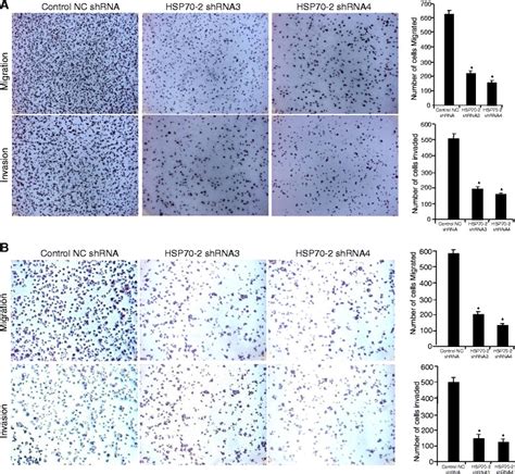 Knockdown Of Hsp70 2 Inhibited Migration And Invasion Of Crc Cells A