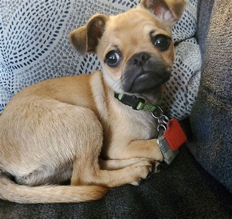 Pug Mix Look Book 40 Pug Cross Breeds — Weird World Pug Mix