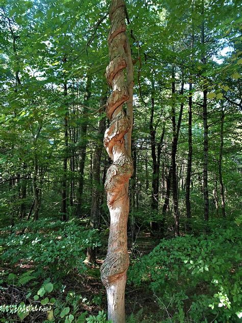 Oddly Shaped Tree Photograph By Lyuba Filatova Pixels