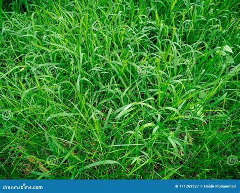 Nature View Of Lush Green Grass For Background And Wallpaper Natural