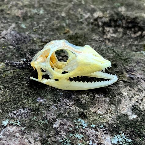 Lizard Skull