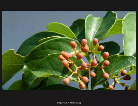 Bridge Exercise 3 Ppt