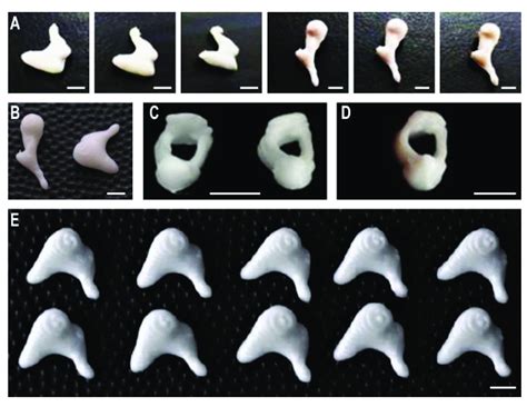 ossicle models printed on a solid support a triplicate prints with