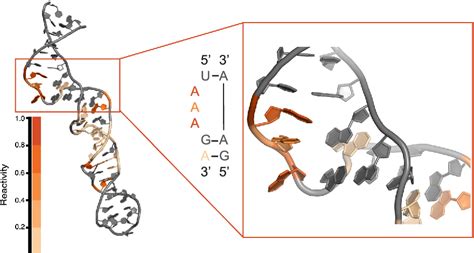 Figure 4 From Transcriptome Wide Probing Reveals Rna Thermometers That