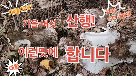 버섯산행 가을 버섯 산행 이런 맛에 합니다 Youtube