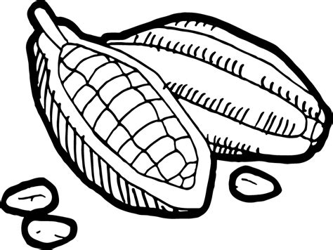 Cocoa Bean Drawing Chocolarder