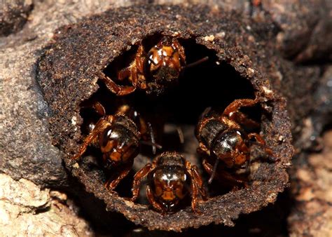 Do Wasps Make Honey Guide To Honey And Honey Wasps The Buginator