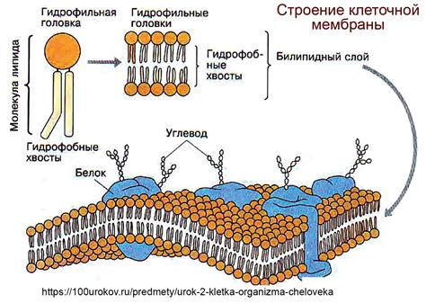 Плазматическая мембрана строение и функции кратко найдено 68 изображений