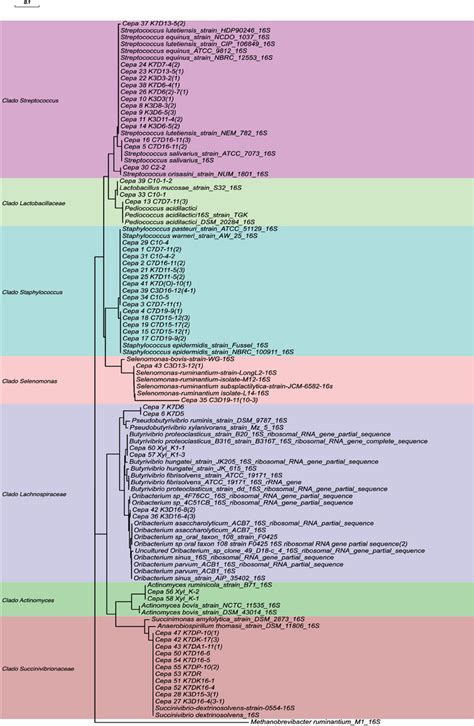 Phylogenetic Dendrogram Of Isolates Using The Neighbor Joining Method