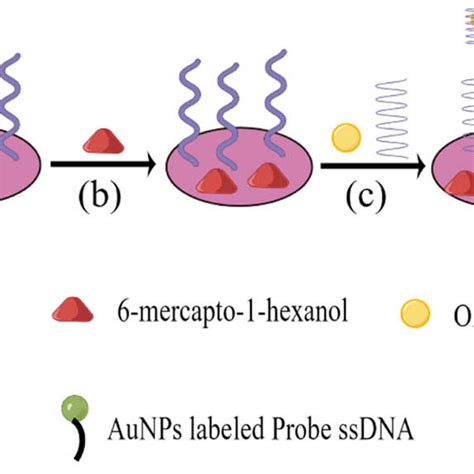 Detection Principle Of The Aptamer Based Sensors The Modification