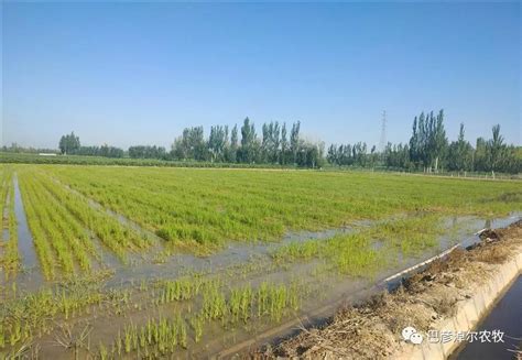 巴彦淖尔市农科院盐碱地水稻种植技术新突破 新闻中心 内蒙古新闻网