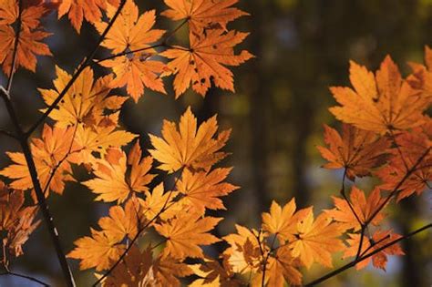 가을 가을 낙엽 가을 단풍 가을 색 가을 풍경 거친 계절 계절성 나무 나뭇잎 단풍 나무 단풍나무 단풍잎 독일 떨어지다 밝은 삼림지대 선명한
