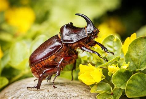 June Bug Introduction Life Cycle And Remedies