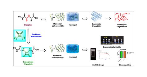 Synthesis And Investigation Of Backbone Modified Squaramide Dipeptide Self Assembly Acs