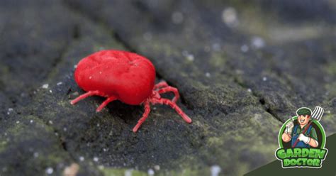 Chiggers In The Uk Tiny Harvest Mites With Irritating Bites Garden Doctor