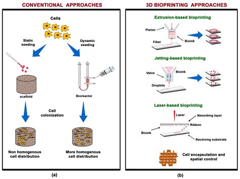 Materials Free Full Text Three Dimensional Bioprinting Of Cartilage By The Use Of Stem Cells