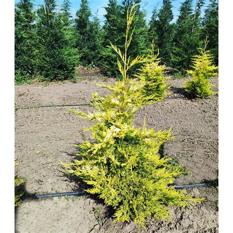 Cupressocyparis leylandii 'Gold Rider' - Градински център и разсадник Тис