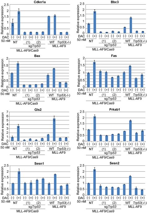 Effects Of Acute And Chronic P53 Depletion On Expression Of P53 Target
