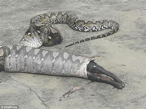 Python Is Forced To Regurgitate A Wild Cat In Thailand Daily Mail Online